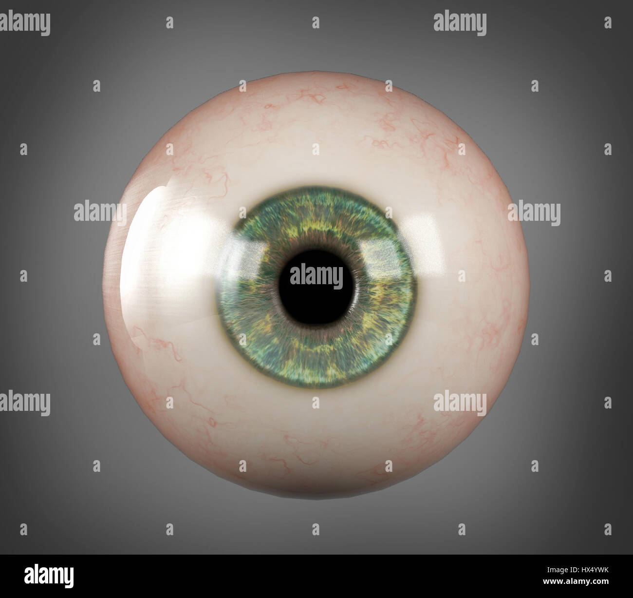 Realistic human eyeball blue iris pupil isolated Stock Photo - Alamy