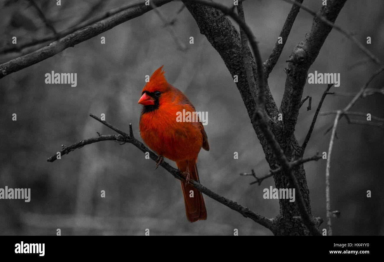 Red Cardinal Gray Background Stock Photo - Alamy