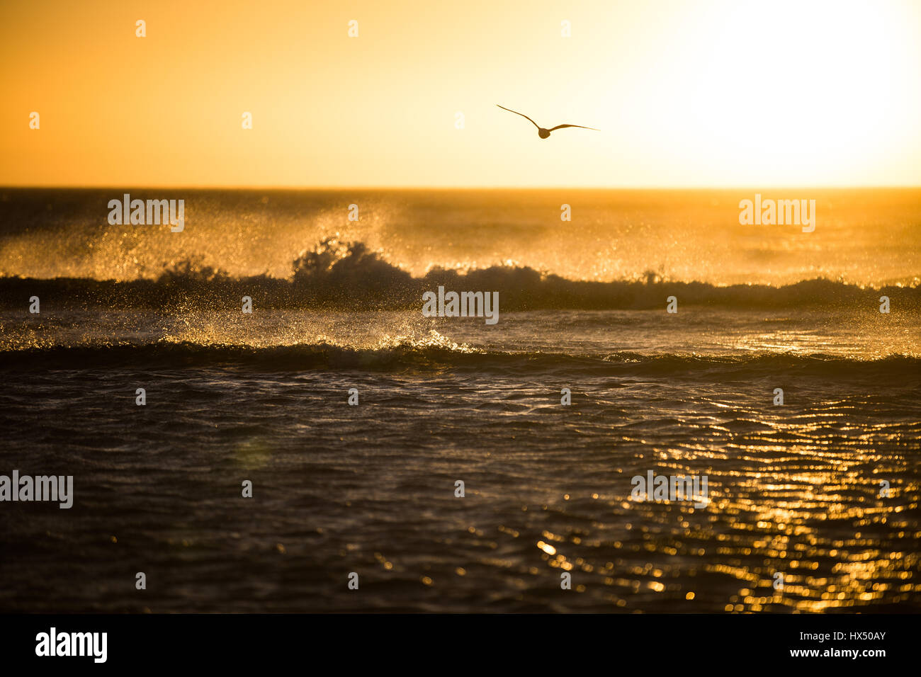 Bird Over the Waves Stock Photo - Alamy