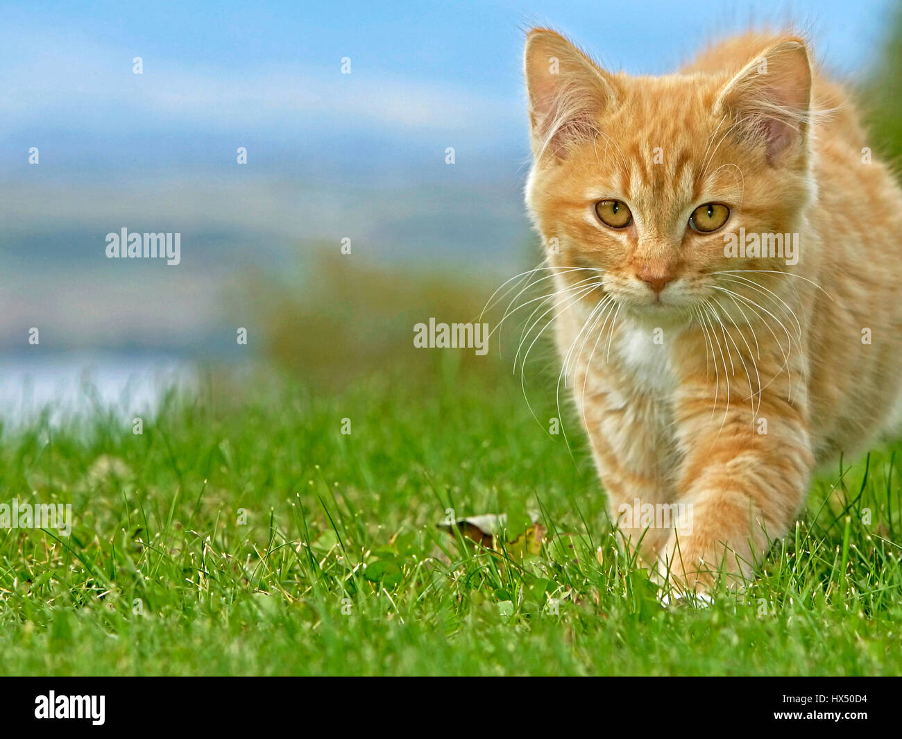 Cats walking grass hi-res stock photography and images - Alamy