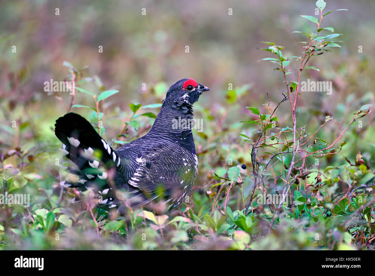 Habitat of birds and animals hi-res stock photography and images - Alamy