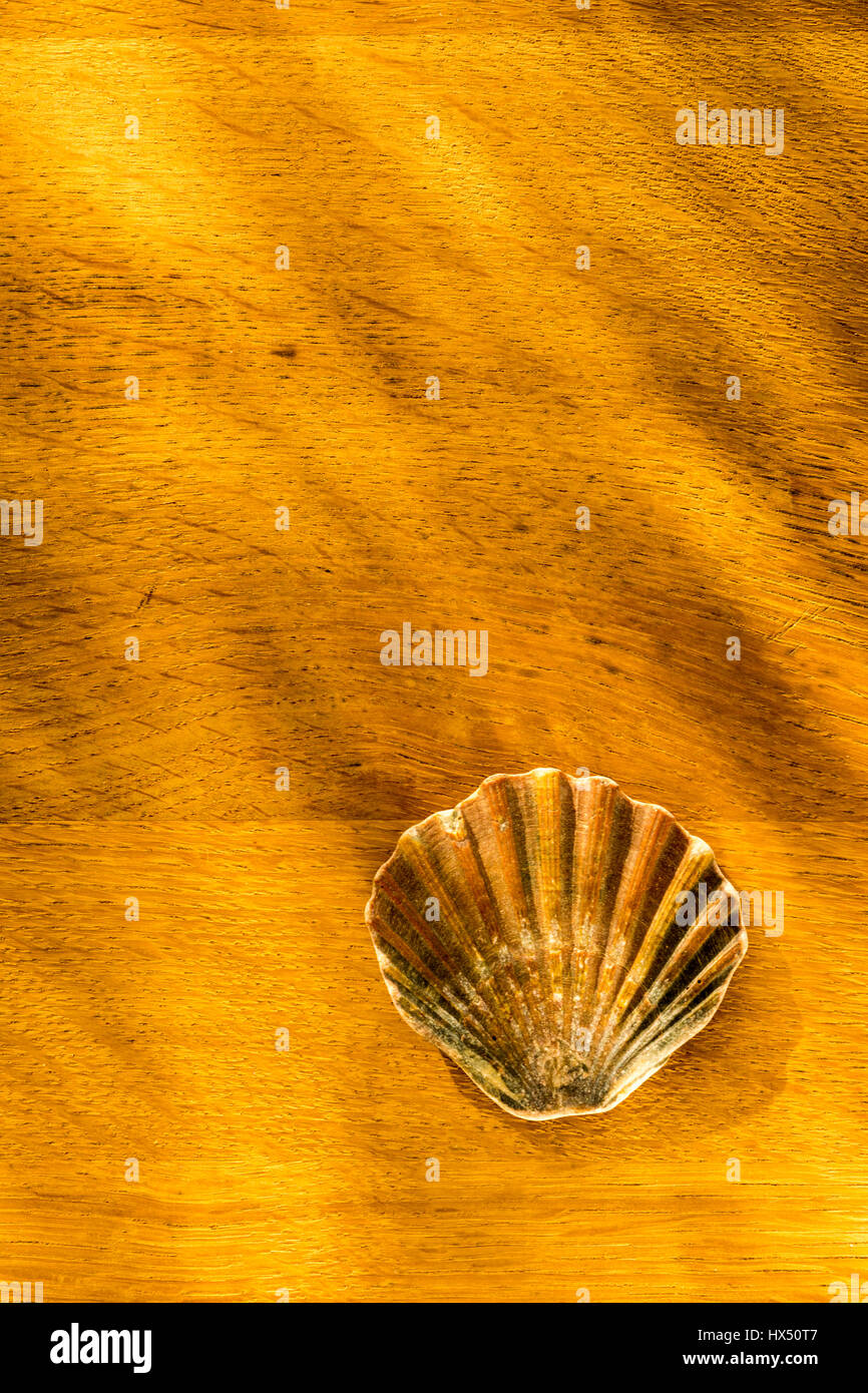 A simple sea shell design Stock Photo - Alamy