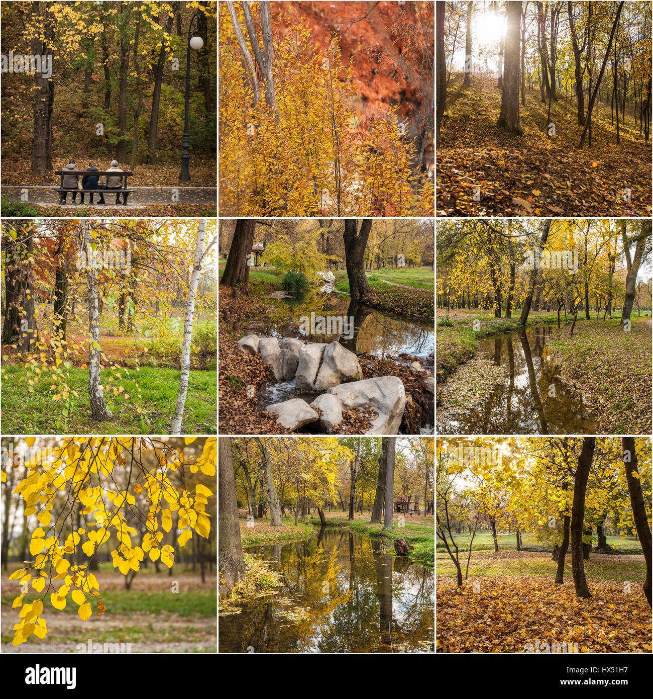 Beautiful autumnal meadow in forest at daylight. Bright colored fall ...