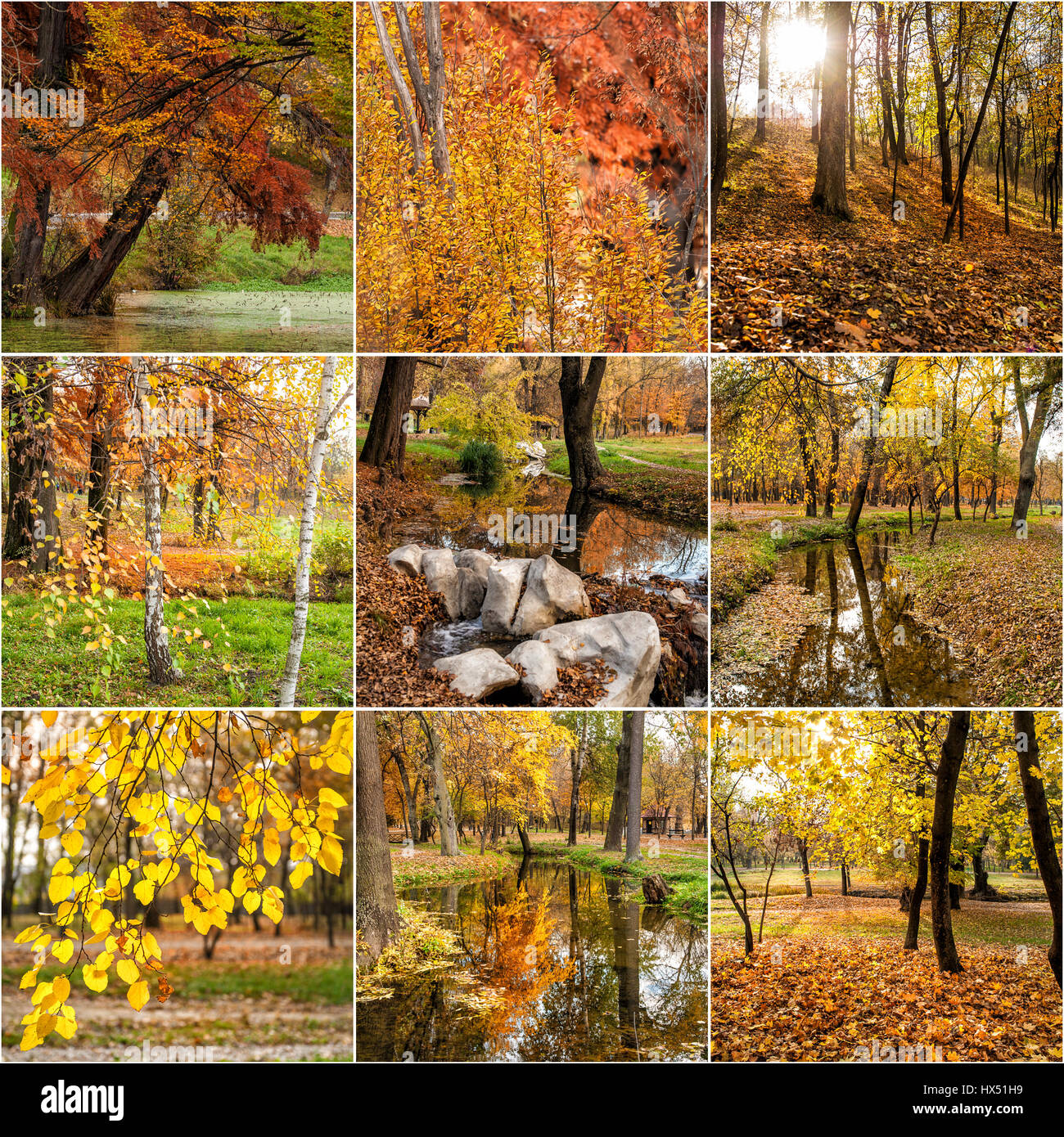 Beautiful autumnal meadow in forest at daylight. Bright colored fall ...