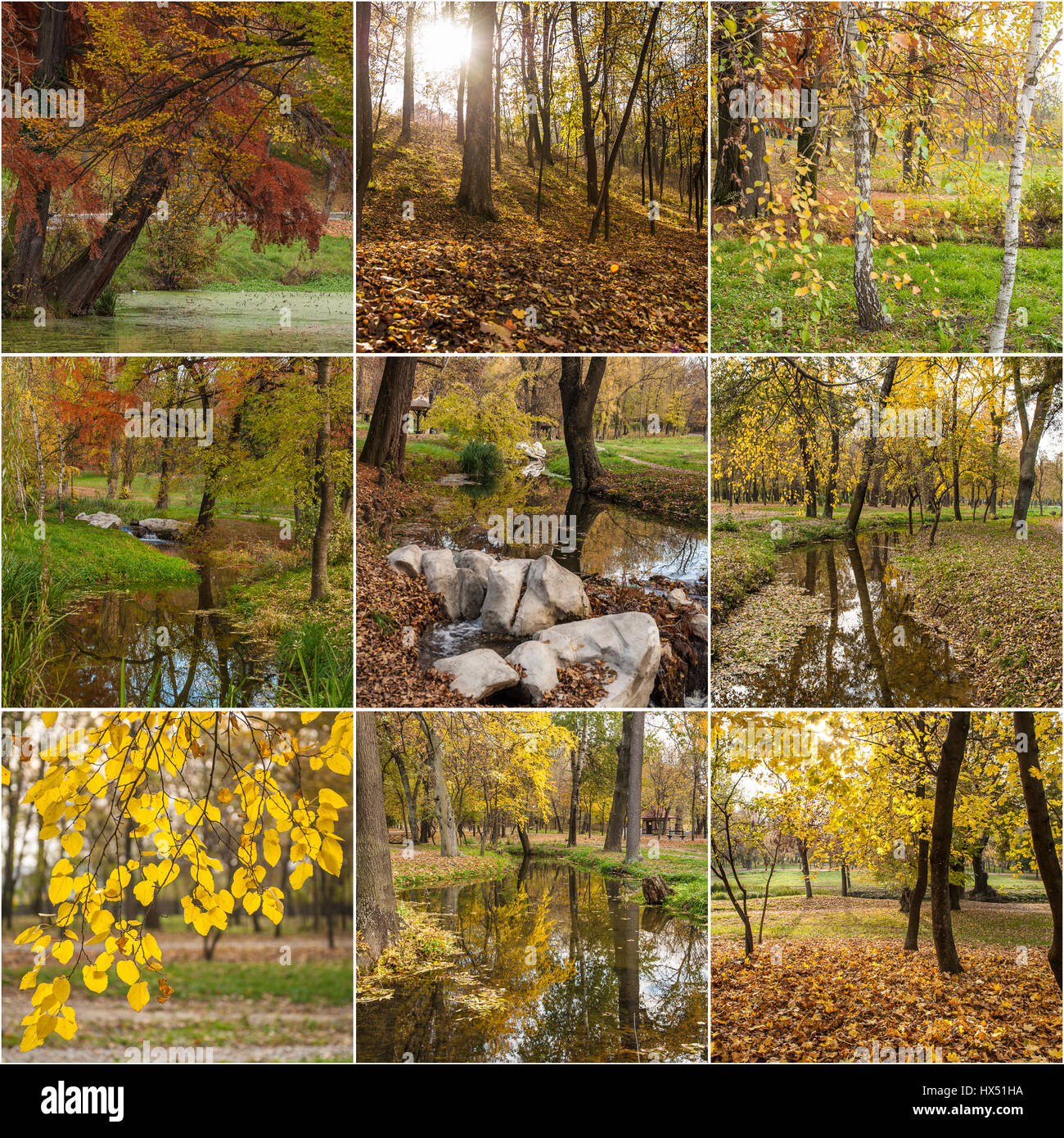 Beautiful autumnal meadow in forest at daylight. Bright colored fall ...