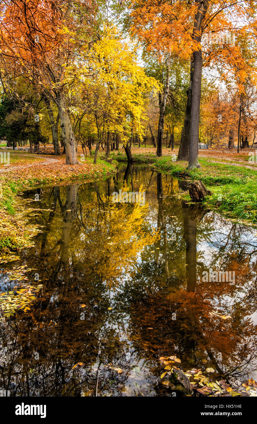 Beautiful autumnal meadow in forest at daylight. Bright colored fall ...