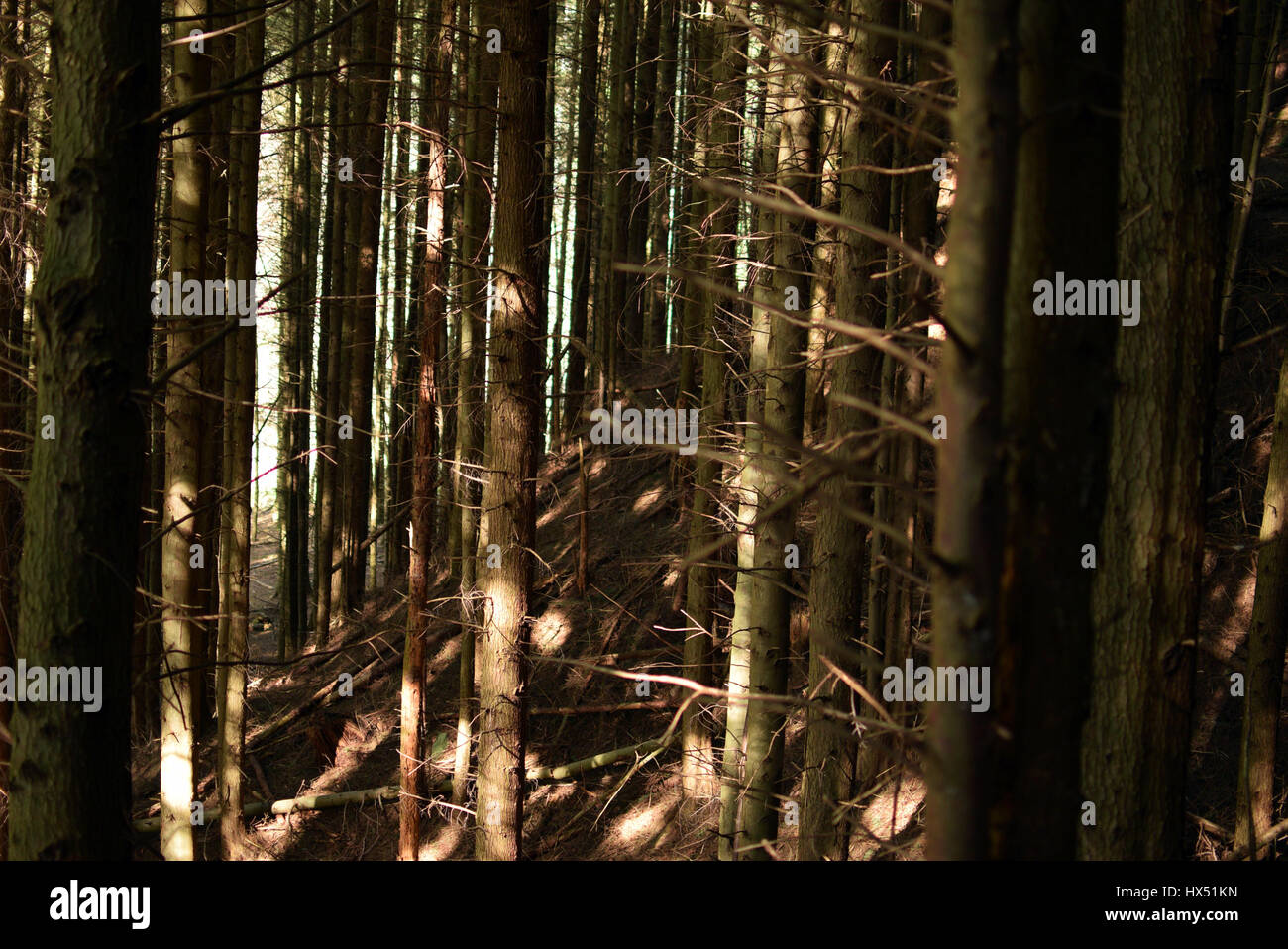 Hafod forest wales hi-res stock photography and images - Alamy