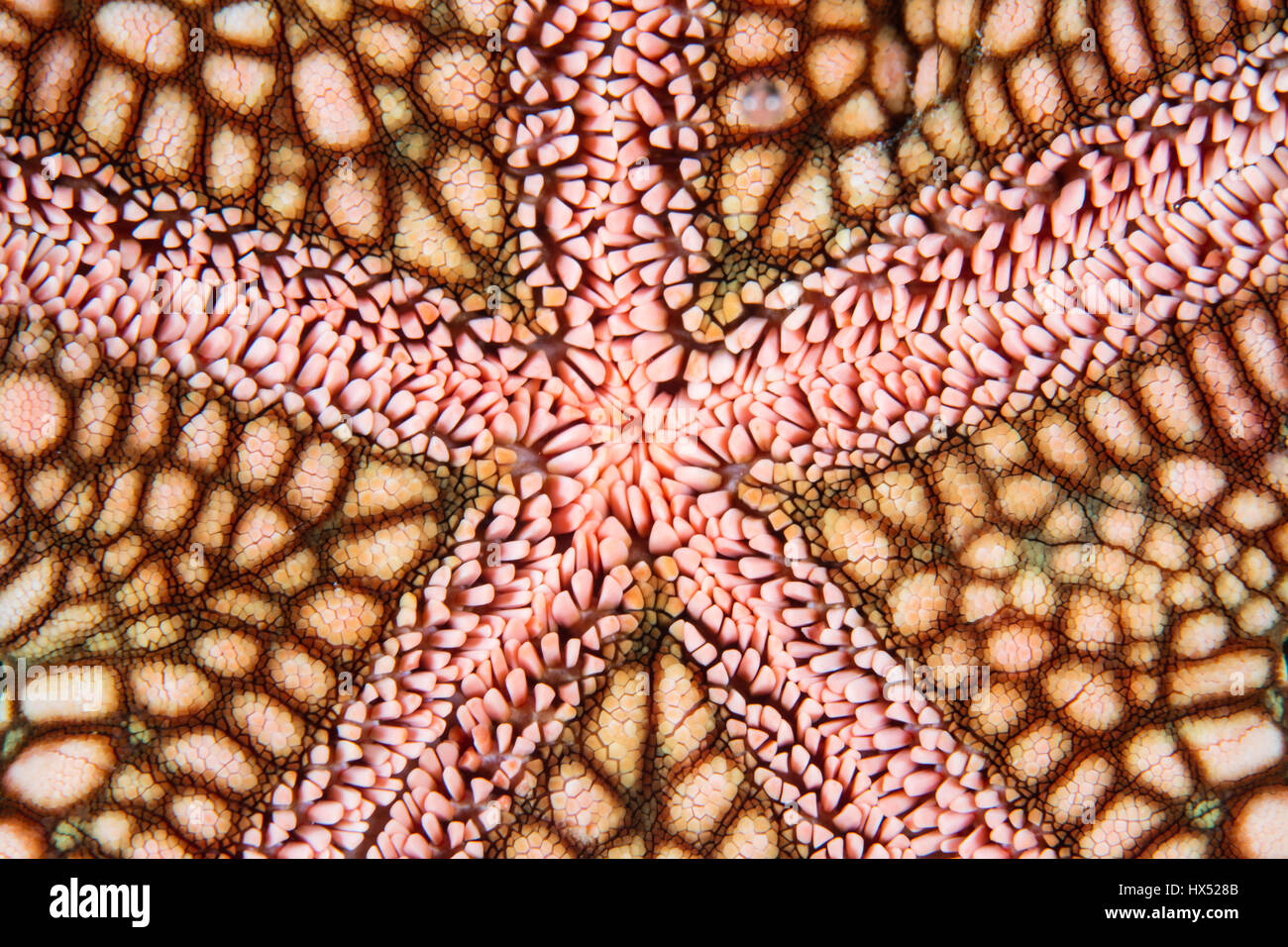 Abstract starfish detail hi-res stock photography and images - Alamy