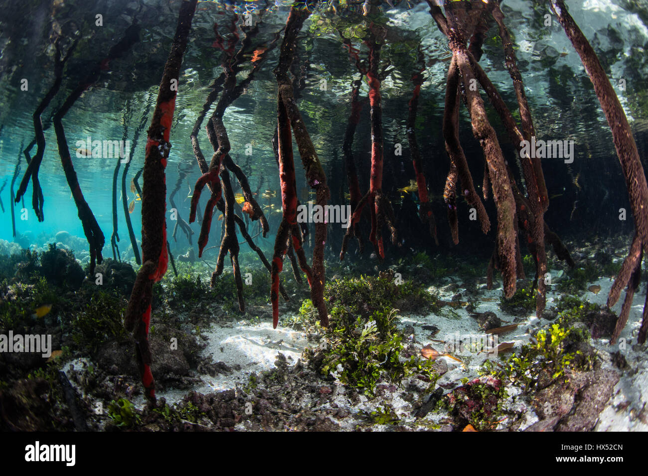 Prop roots descend underwater in a mangrove forest in Raja Ampat ...