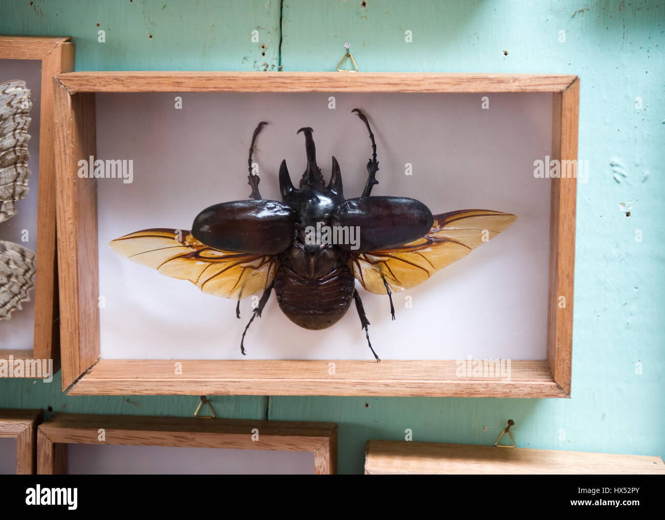 Amazon beetle hi-res stock photography and images - Alamy