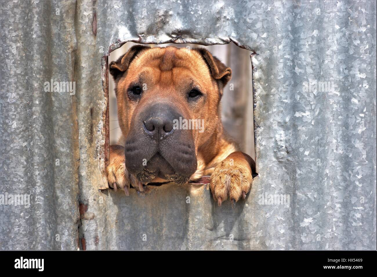 Dog peeking out of a window Stock Photo - Alamy