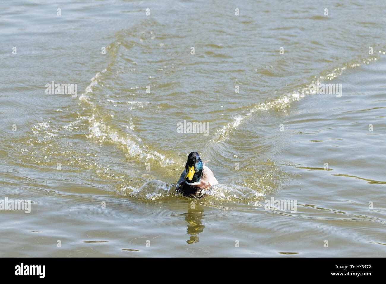 Male drake mallard duck swimming rapidly through pond water Stock Photo ...