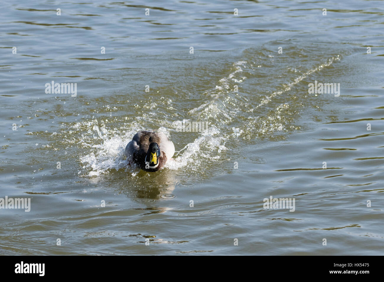 Male drake mallard duck swimming rapidly through pond water Stock Photo ...