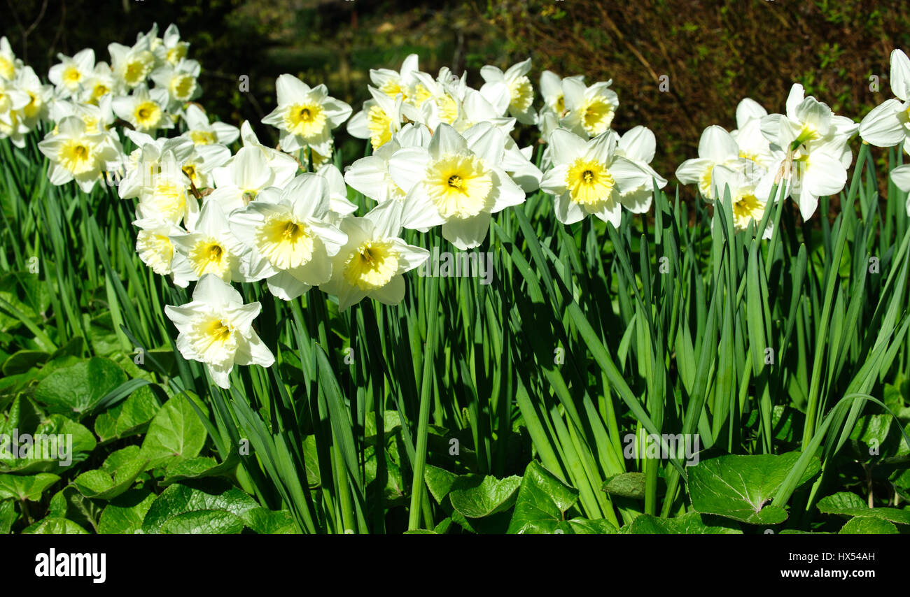 All white narcissus hi-res stock photography and images - Alamy