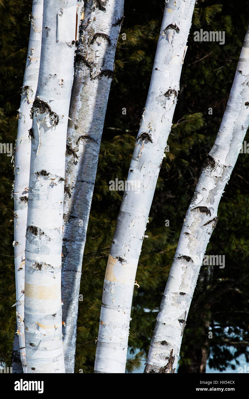 Birch Tree close up Stock Photo - Alamy