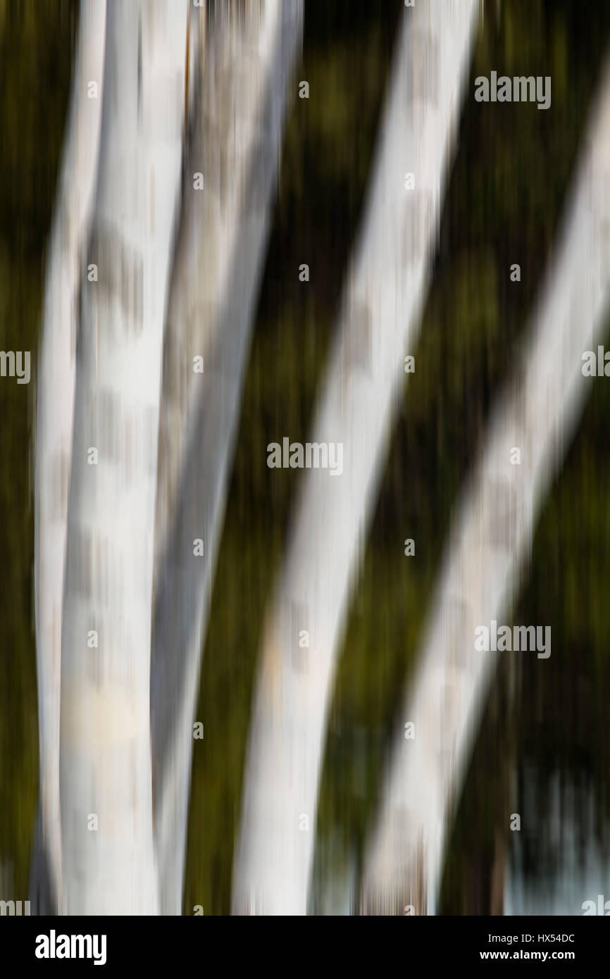 Birch tree close up hi-res stock photography and images - Alamy