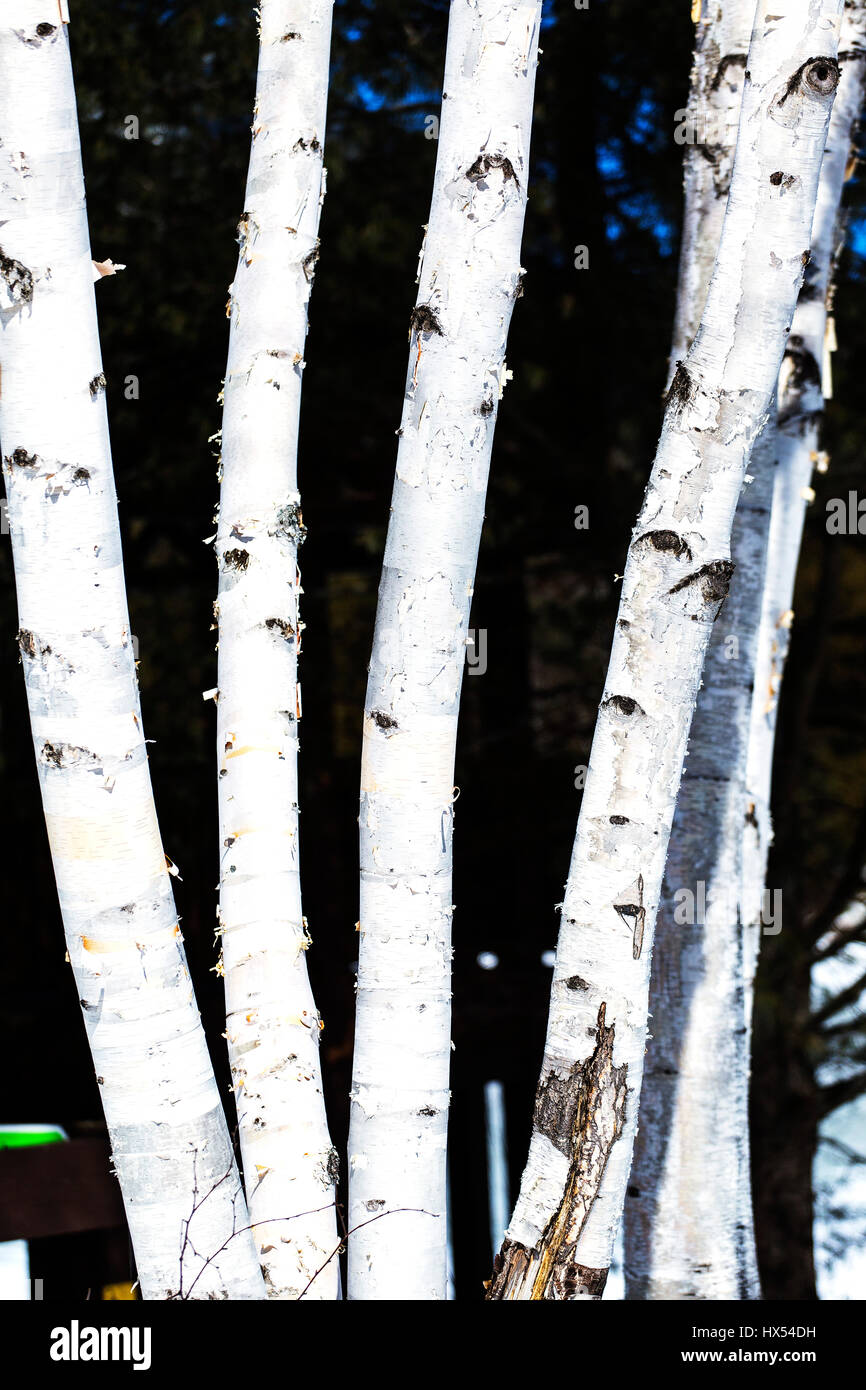 Birch Tree close up Stock Photo - Alamy