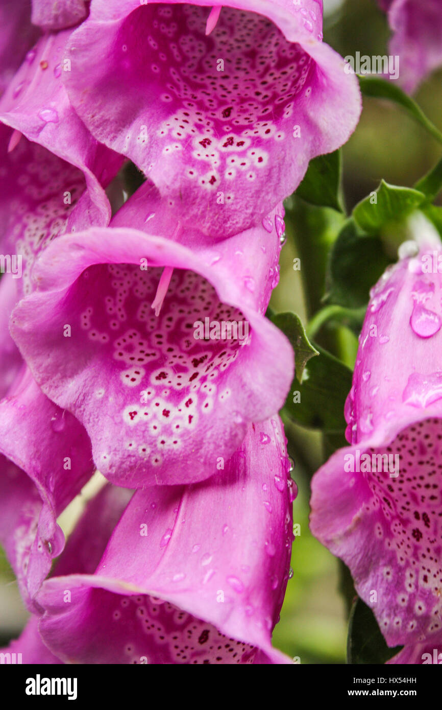 pink flowers with drops of rain Stock Photo - Alamy