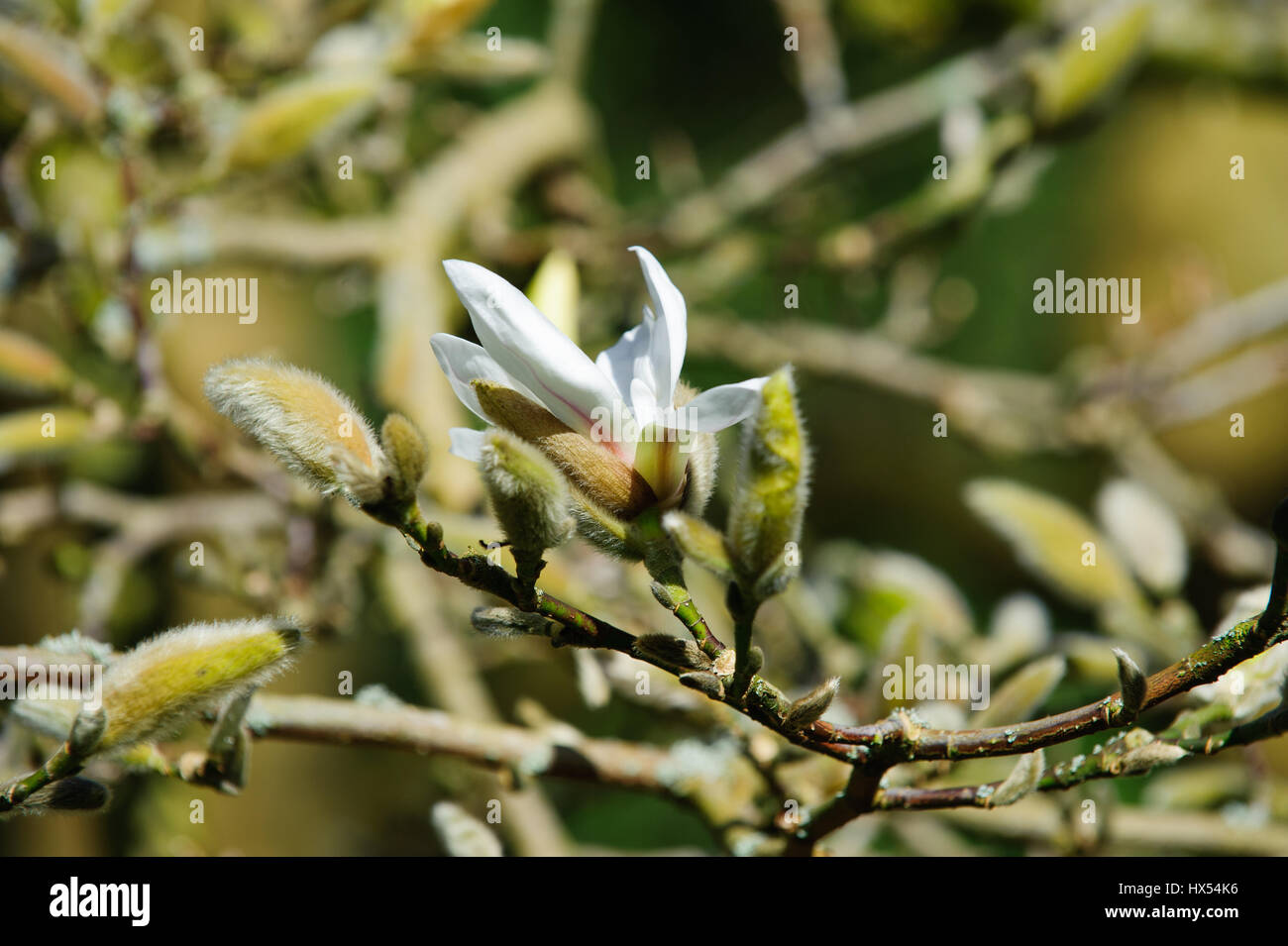 close up magnolia flower in blooming time Stock Photo - Alamy