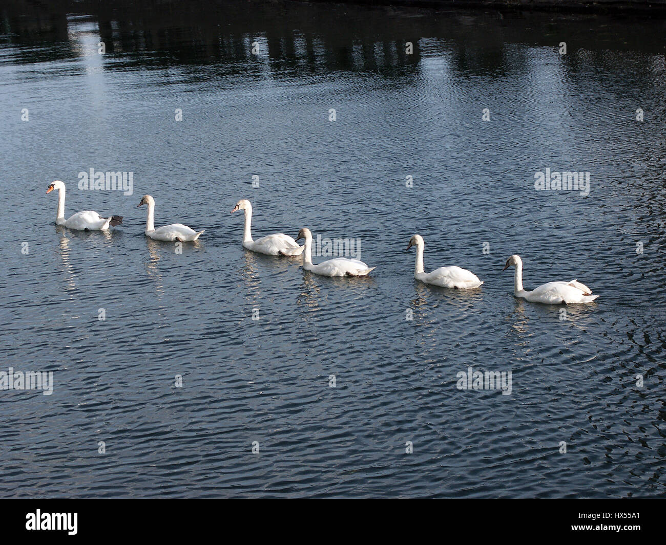 A group of swans hi-res stock photography and images - Alamy