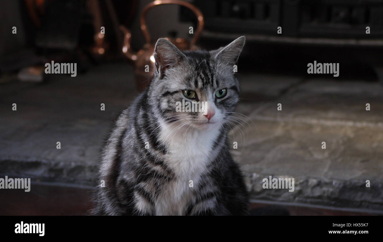 Arthur the Cat Stock Photo - Alamy