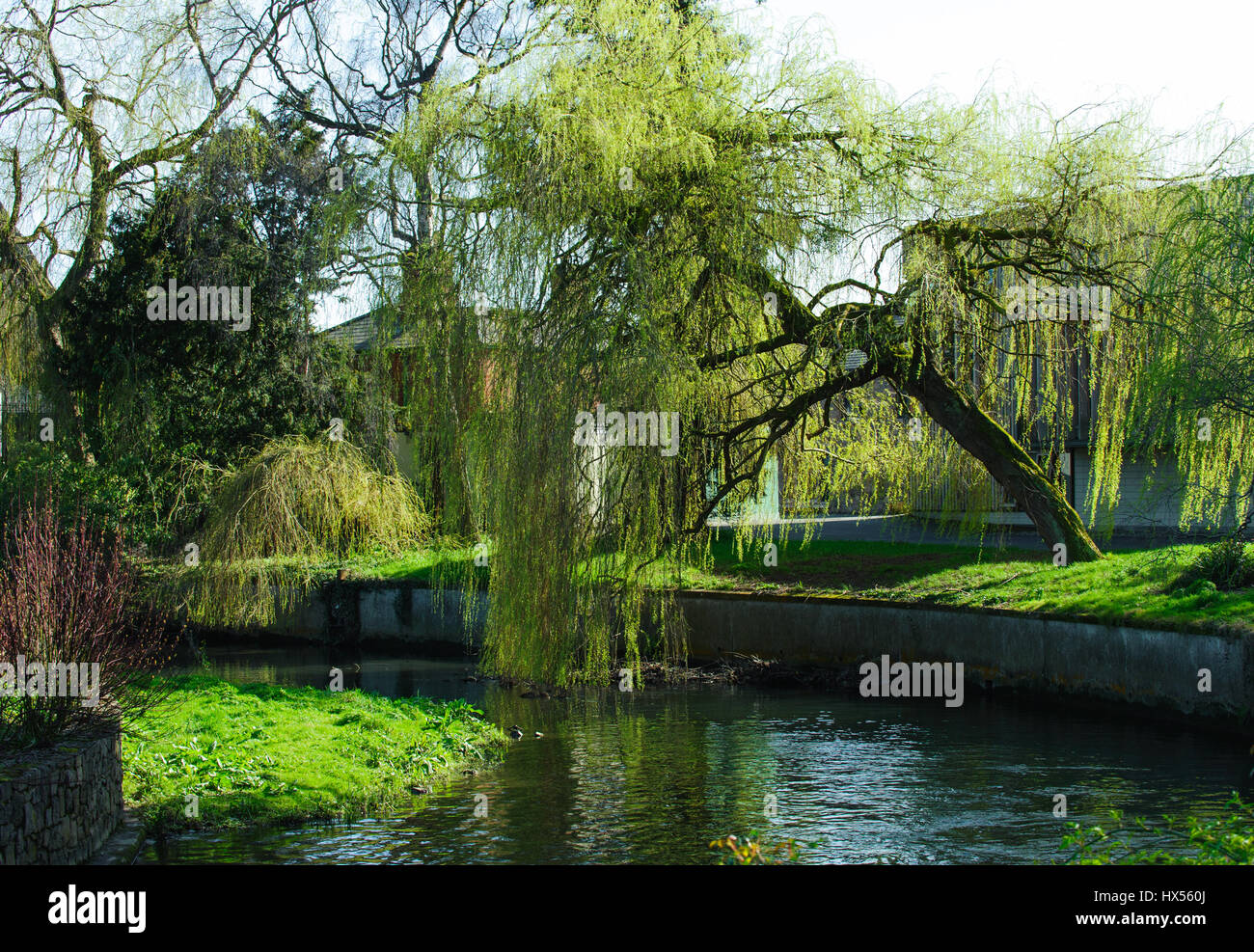 Dublin, Ireland- March 15, 2017. beautiful landscape in Botanical ...
