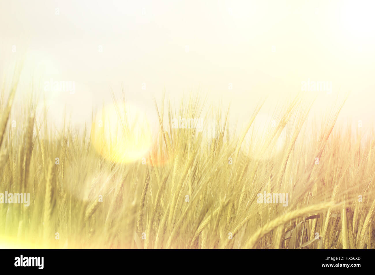 Image wheat field retro hi-res stock photography and images - Alamy