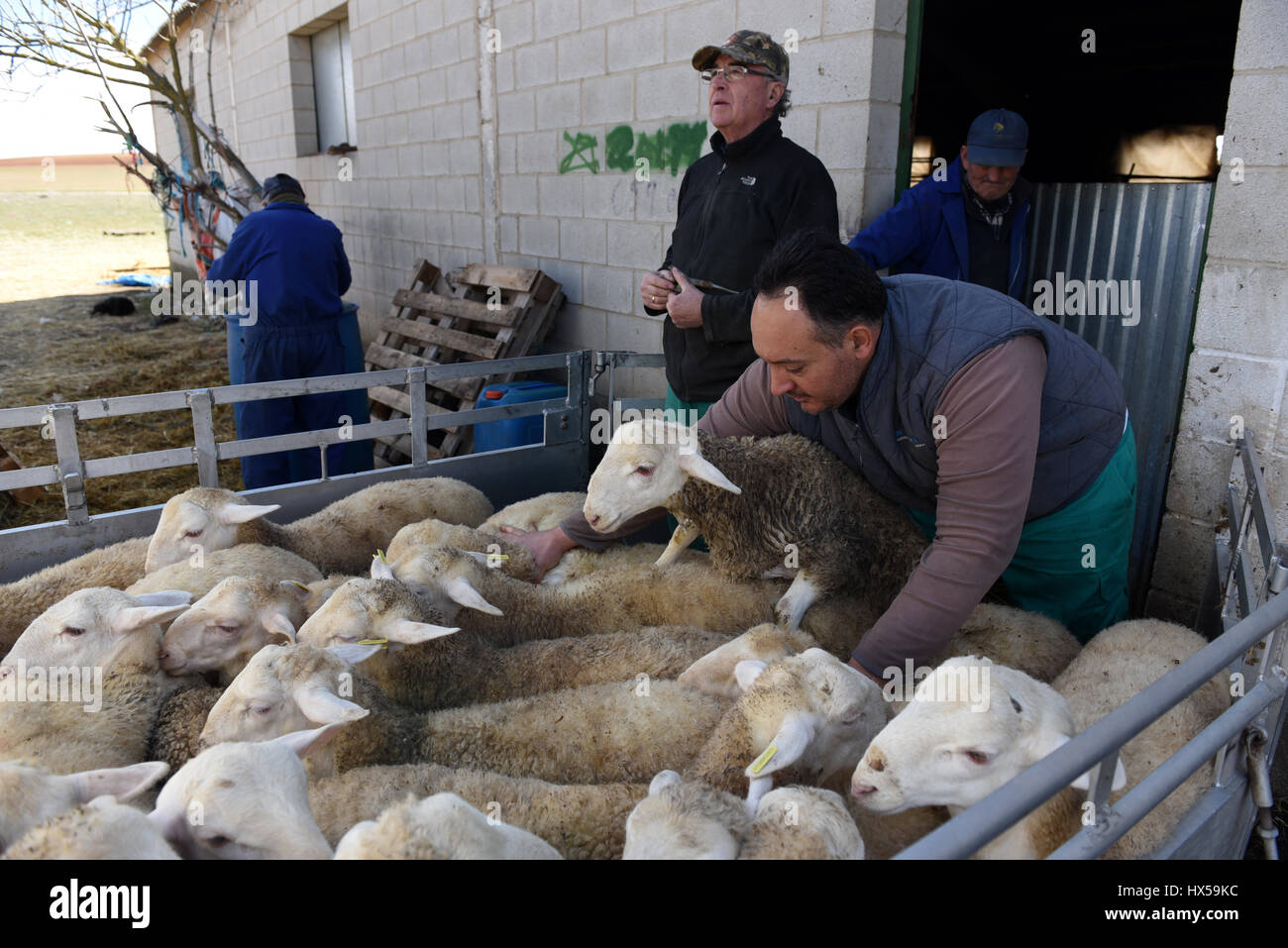Loading cattle onto truck hi-res stock photography and images - Alamy