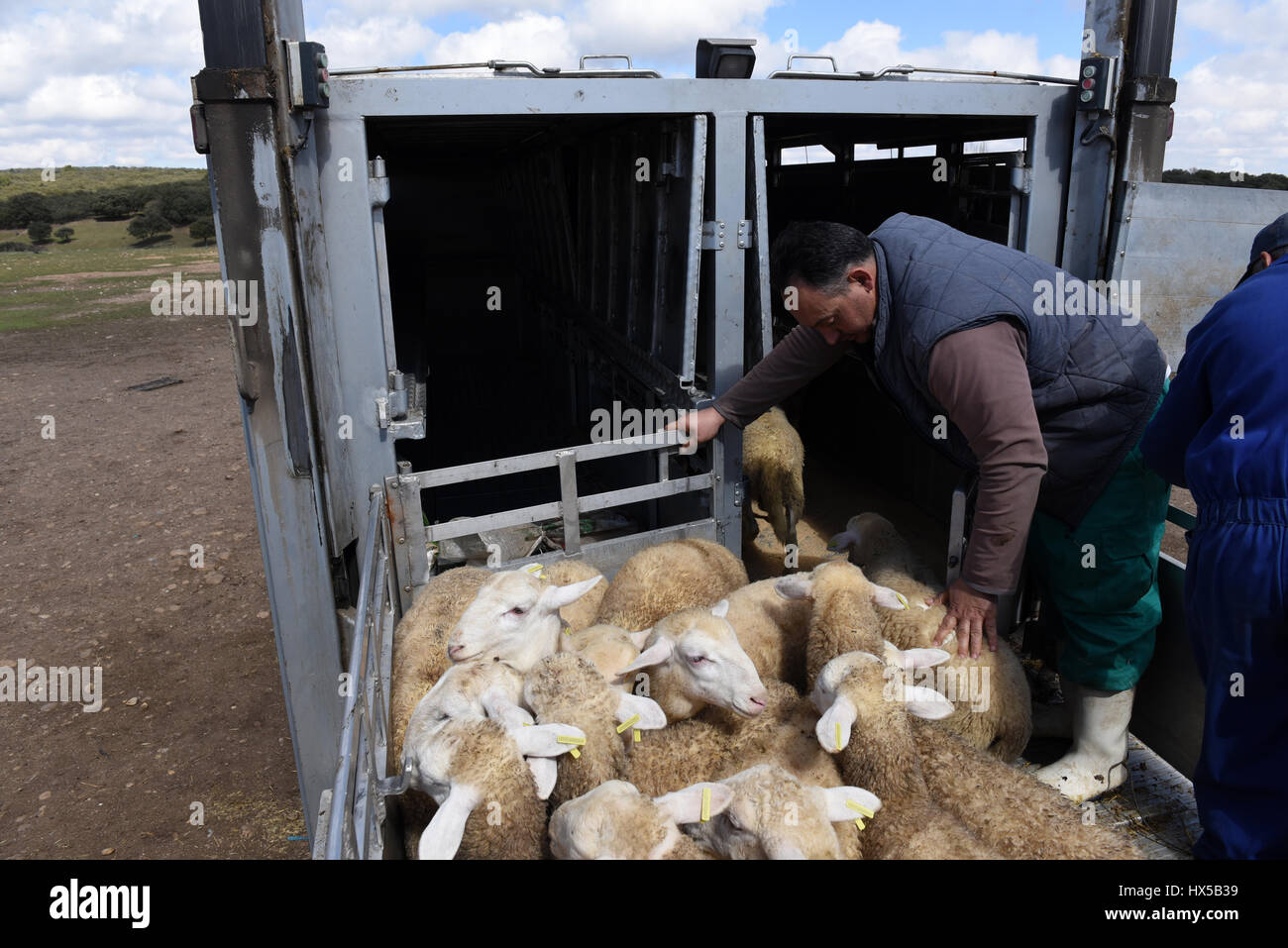 Sheep lorries hi-res stock photography and images - Alamy