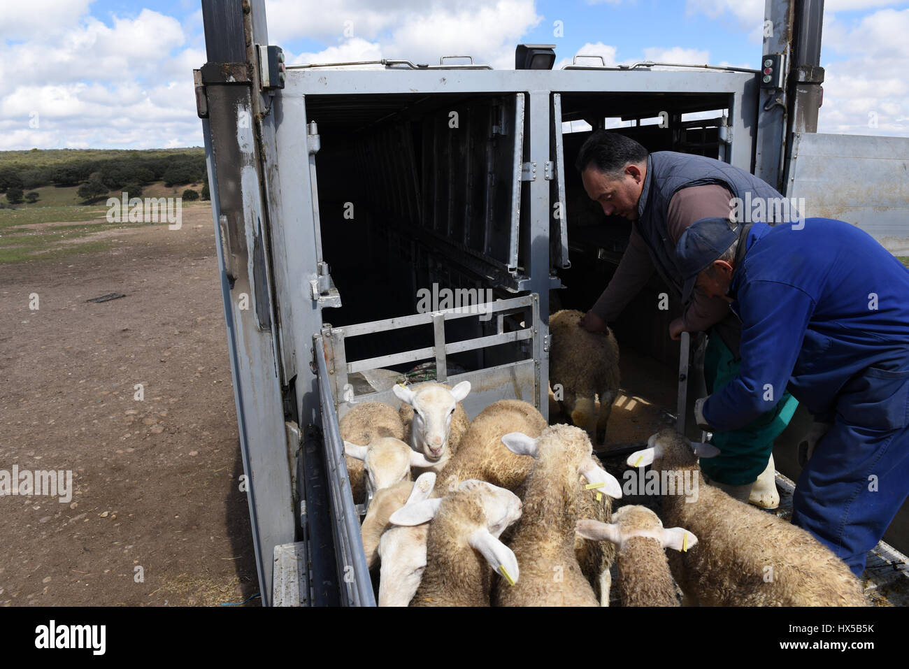 Loading livestock onto truck hi-res stock photography and images - Alamy