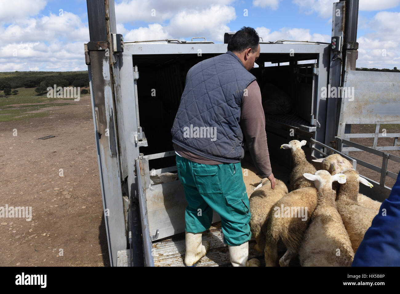 Loading cattle onto truck hi-res stock photography and images - Alamy