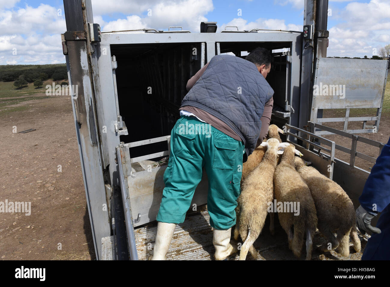 Loading cattle onto truck hi-res stock photography and images - Alamy