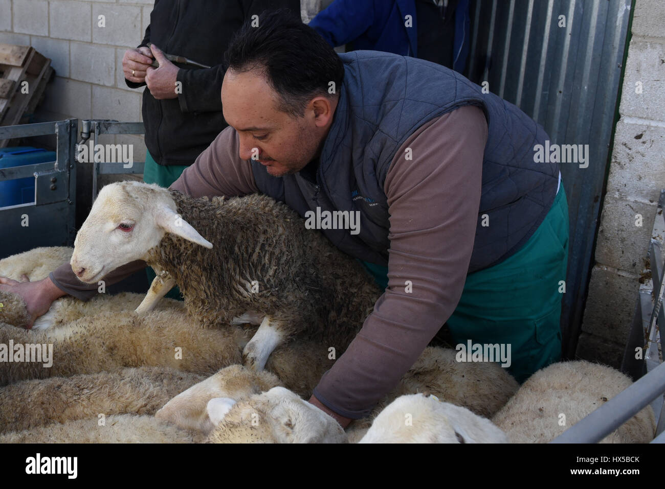 Loading livestock onto truck hi-res stock photography and images - Alamy