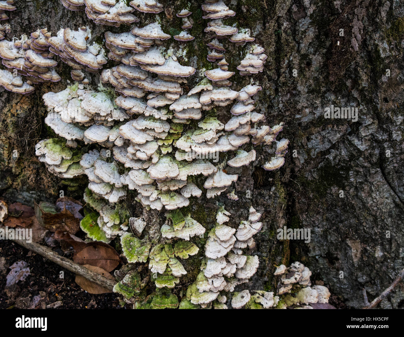Fungus on tree Stock Photo - Alamy