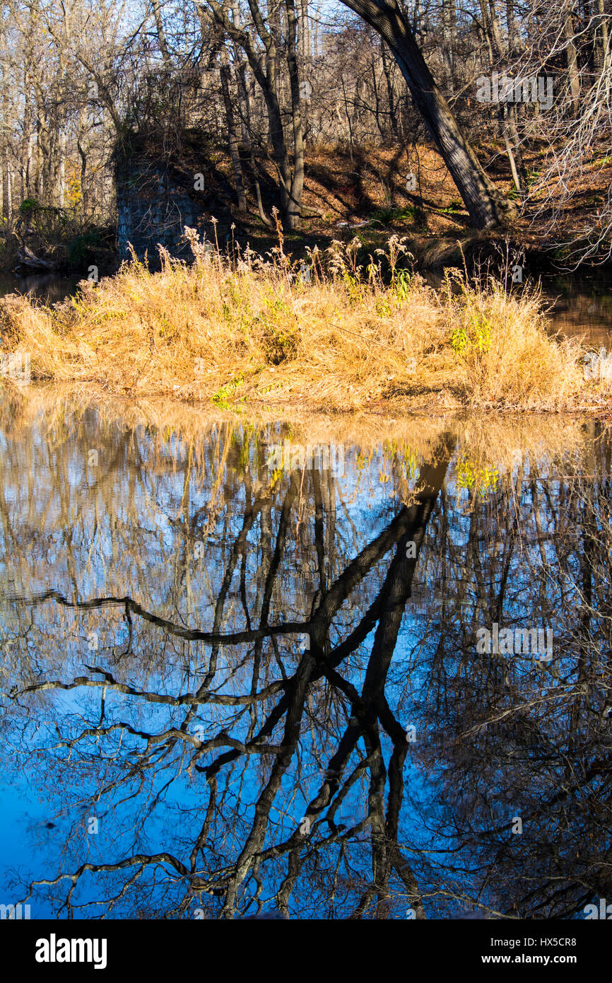 Tree in the morning light Stock Photo - Alamy