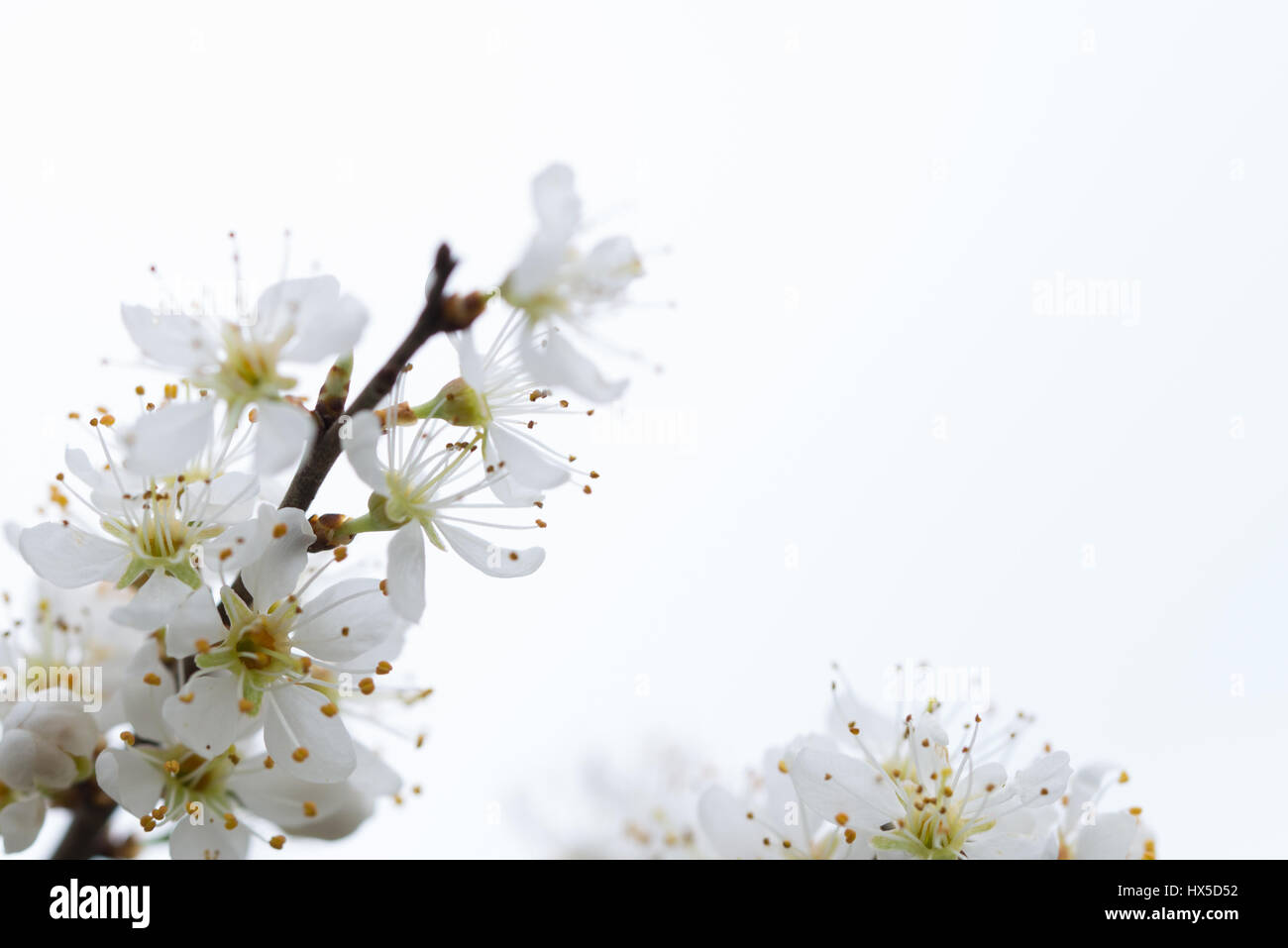 Plumb flowers hi-res stock photography and images - Alamy