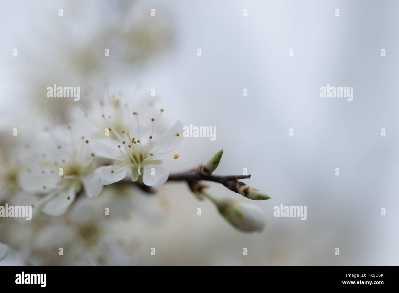 Plumb flowers hi-res stock photography and images - Alamy