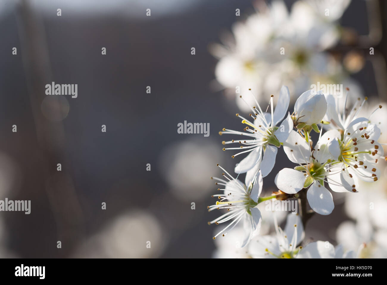 plumb flower on natural background Stock Photo - Alamy