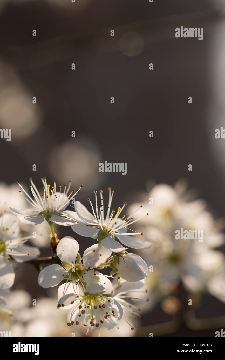 plumb flower on natural background Stock Photo - Alamy
