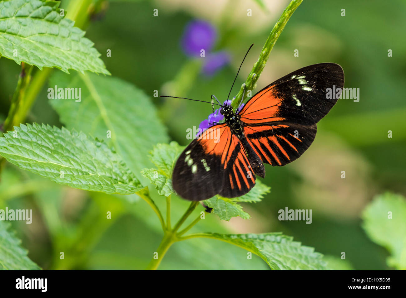 Doris longwing butterfly doris butterfly hi-res stock photography and ...