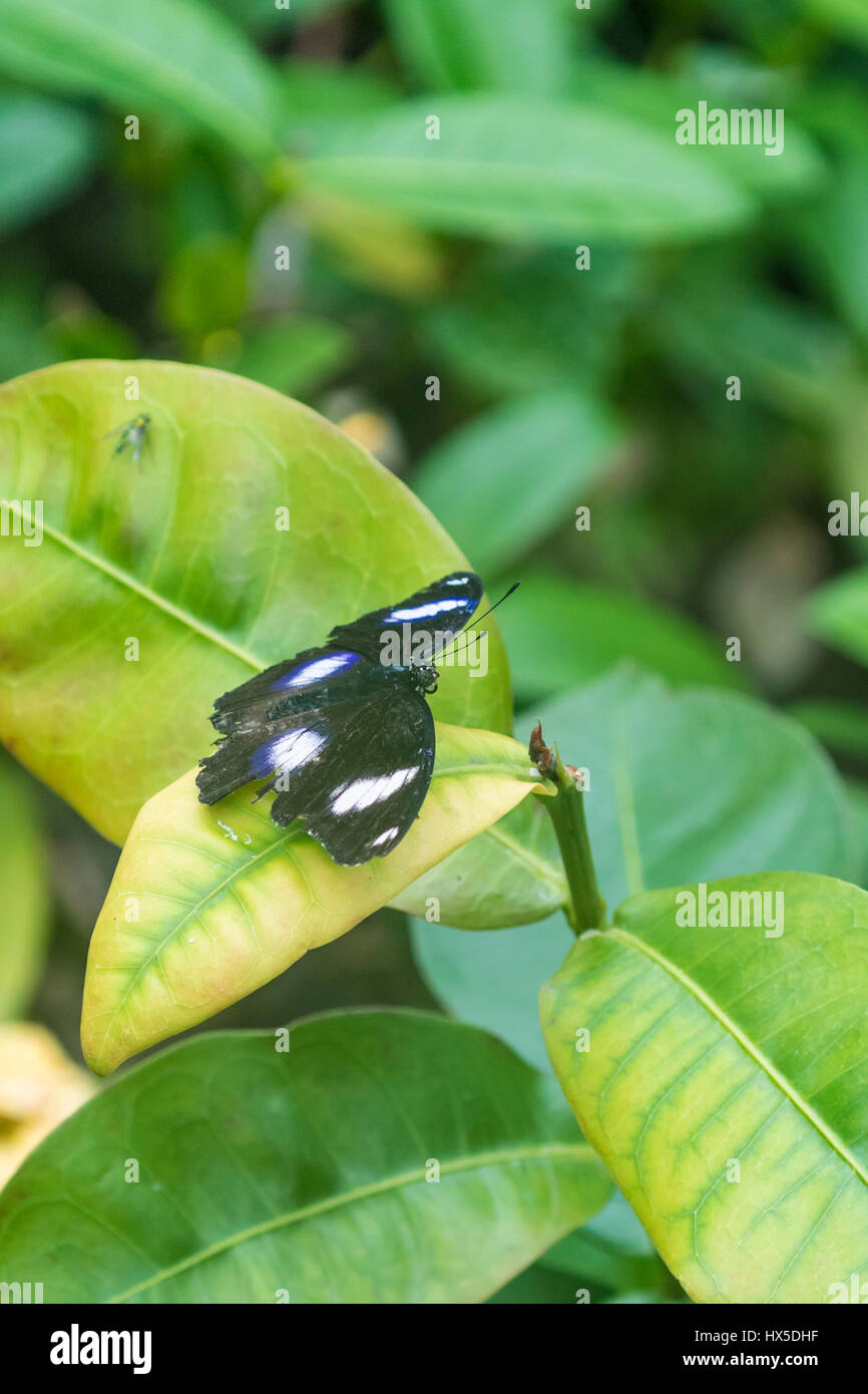 Blue moon butterfly hi-res stock photography and images - Alamy