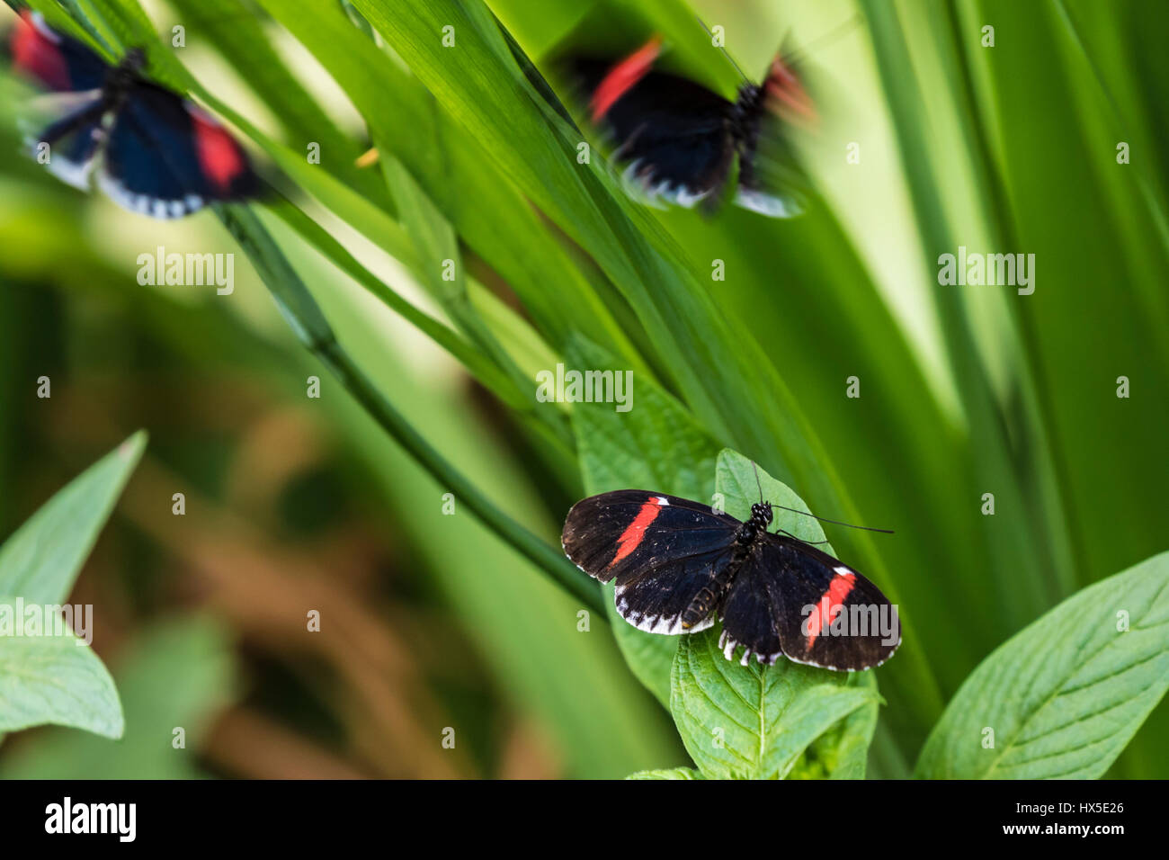 The Postman Longwing Butterfly in Cecil B Day Butterfly Center at ...