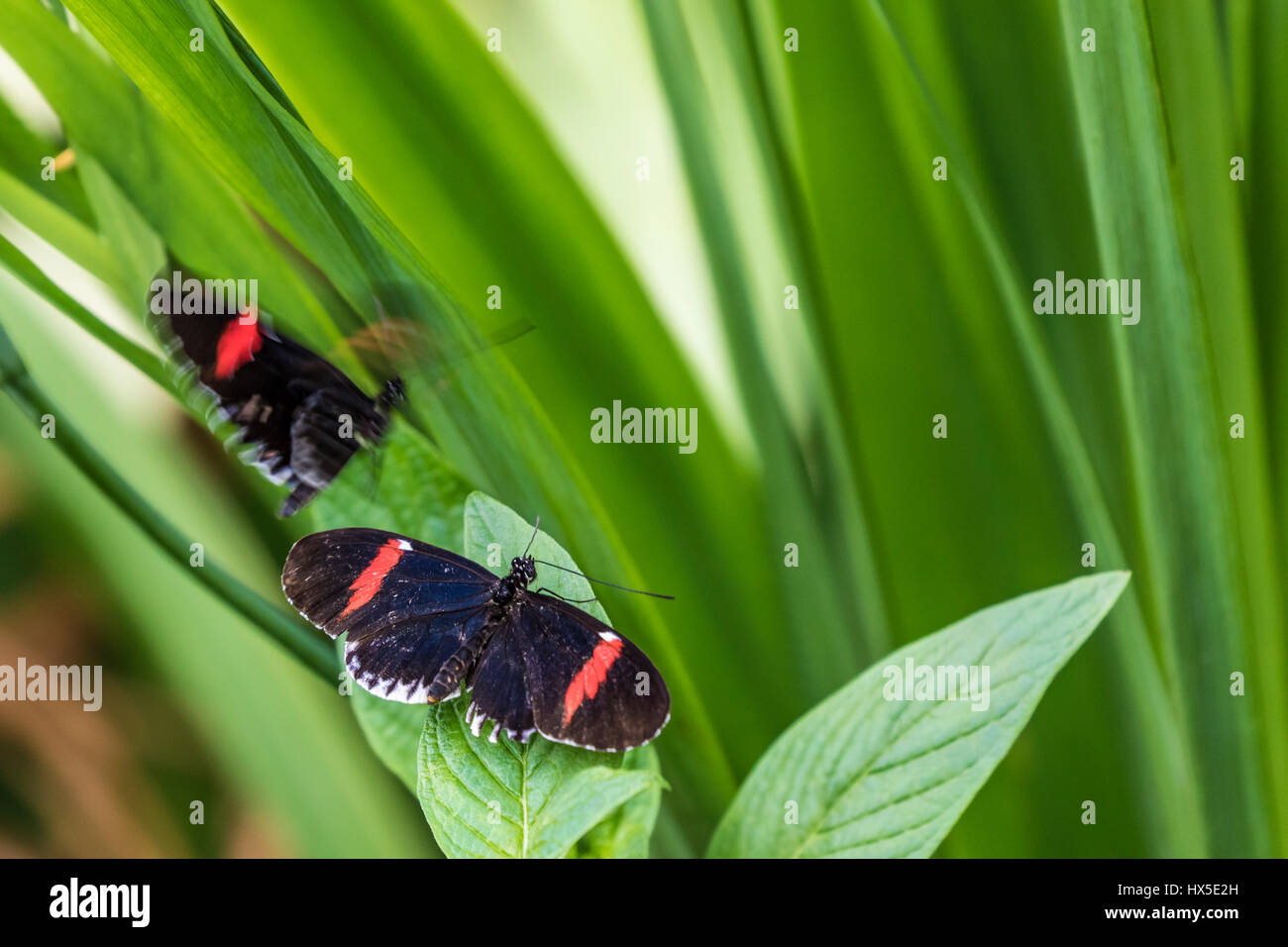 The Postman Longwing Butterfly in Cecil B Day Butterfly Center at ...