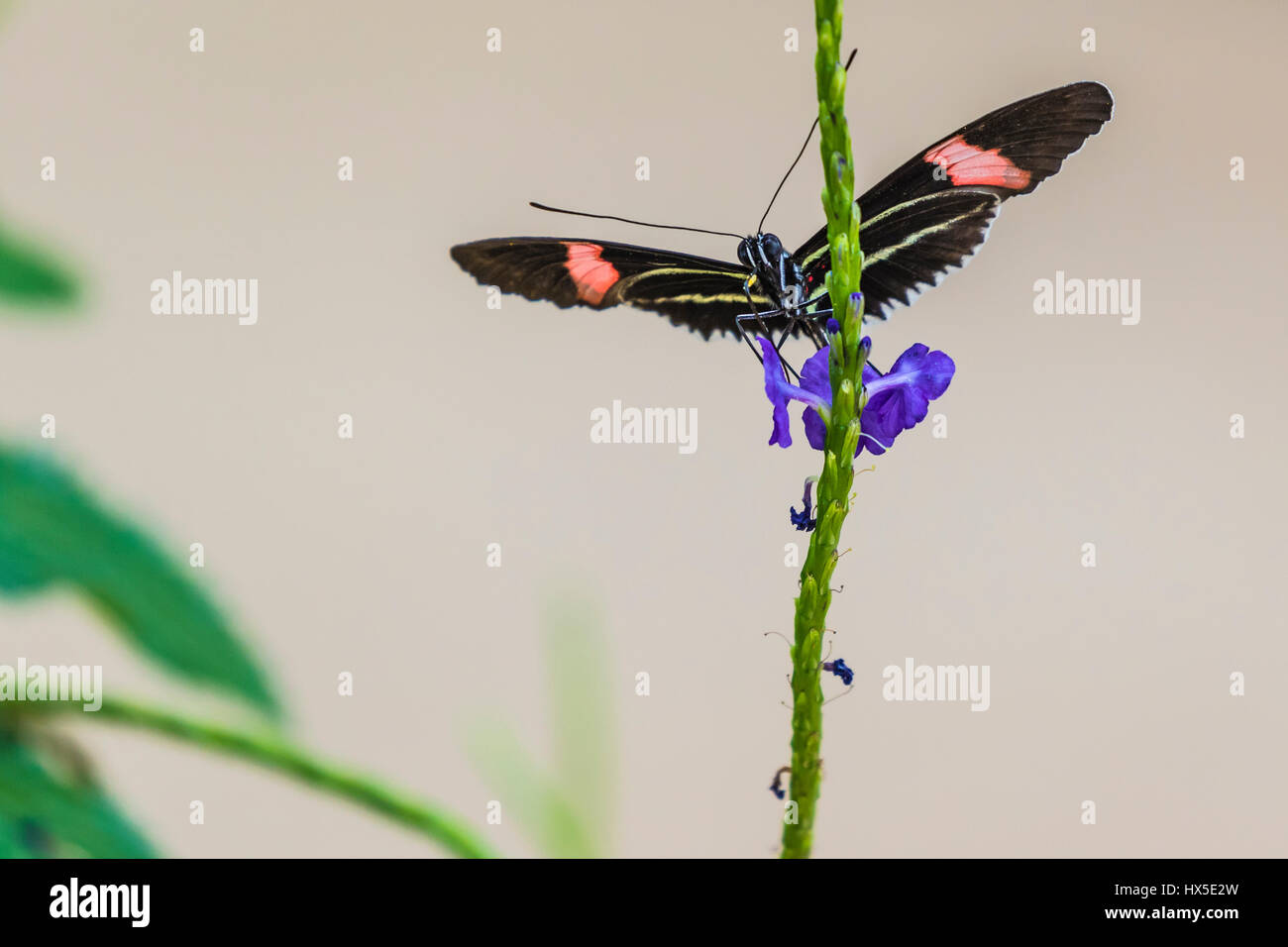 The Postman Longwing Butterfly on Porterweed flower in Cecil B Day ...