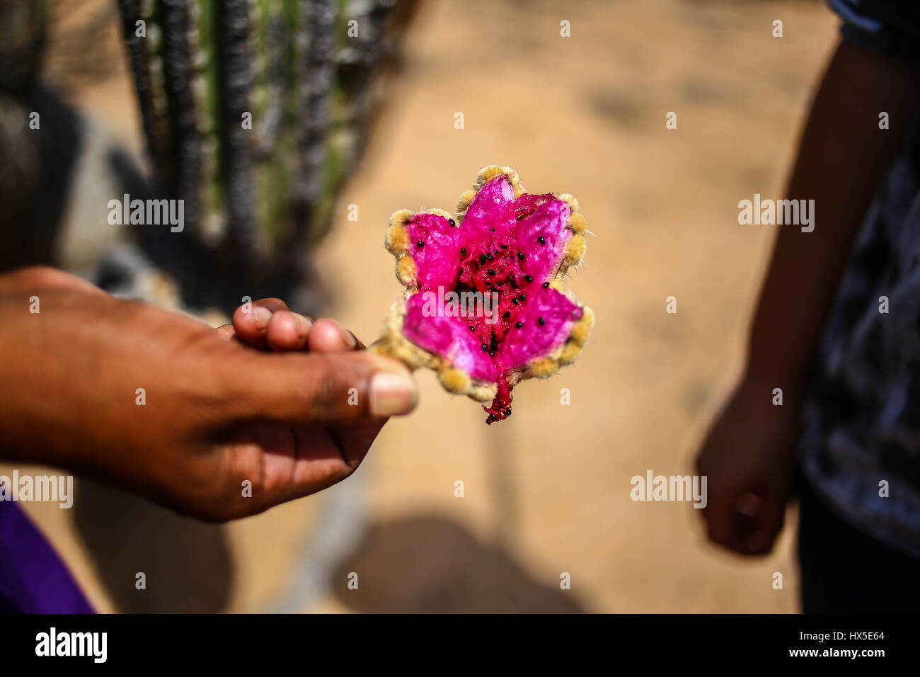 Native women of the Comcaac tribe or Series in the search of Pitahaya ...