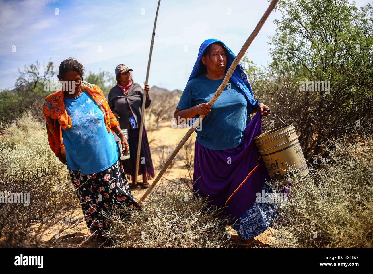 Native women of the Comcaac tribe or Series in the search of Pitahaya ...