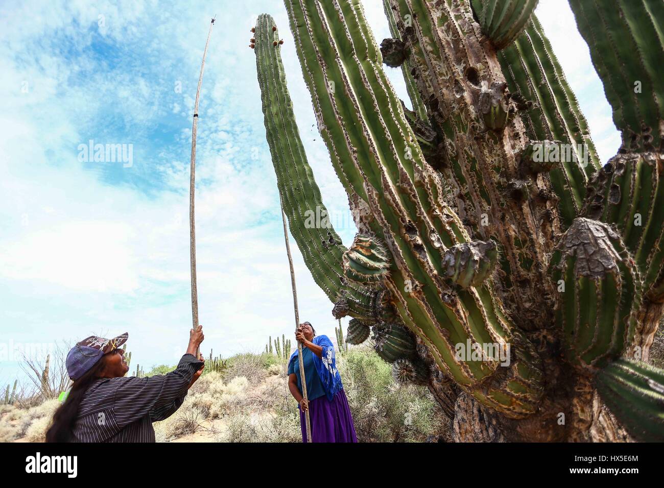 Native women of the Comcaac tribe or Series in the search of Pitahaya ...