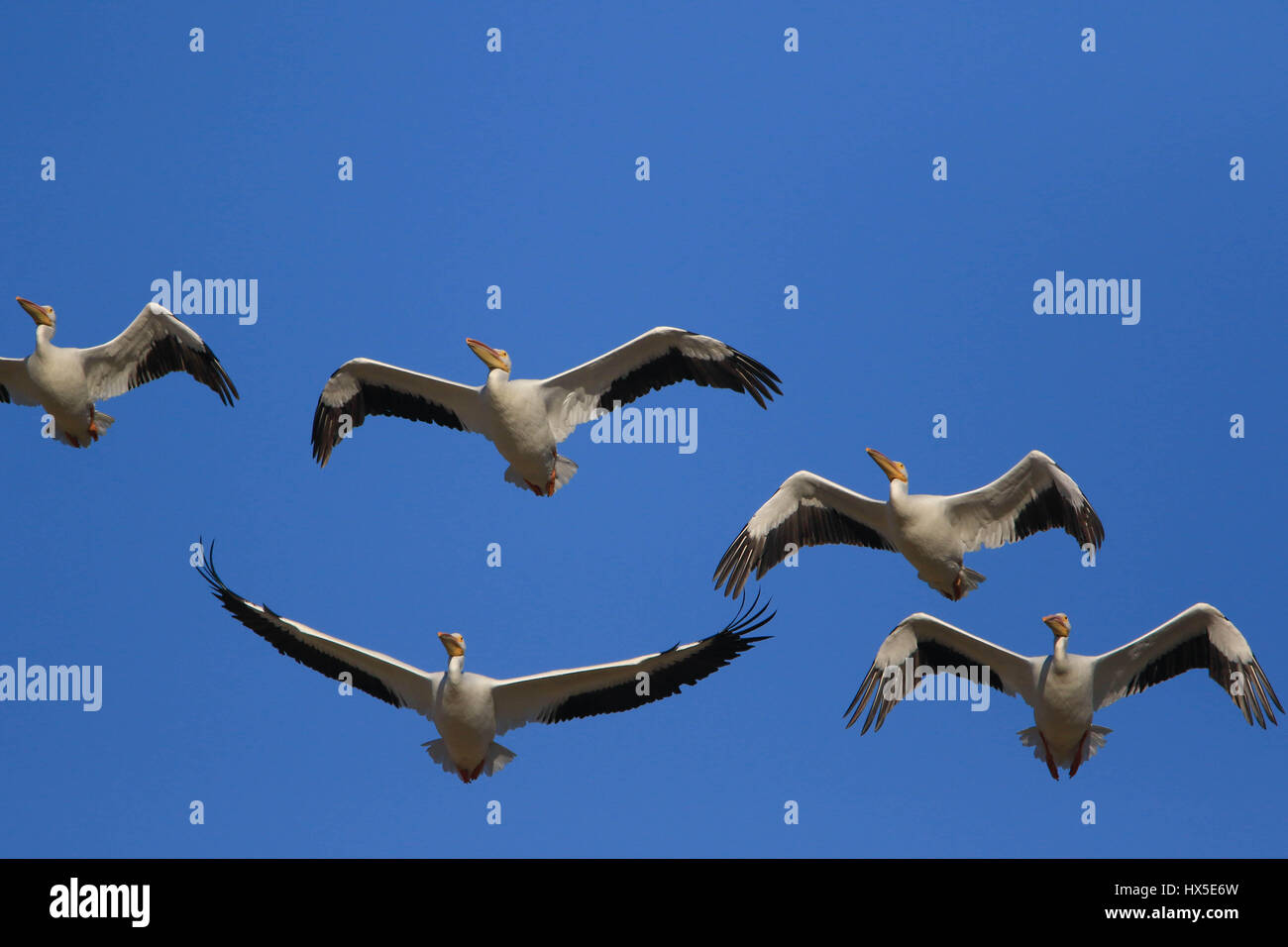 Migration of American white pelicans in flight over lakes and ...