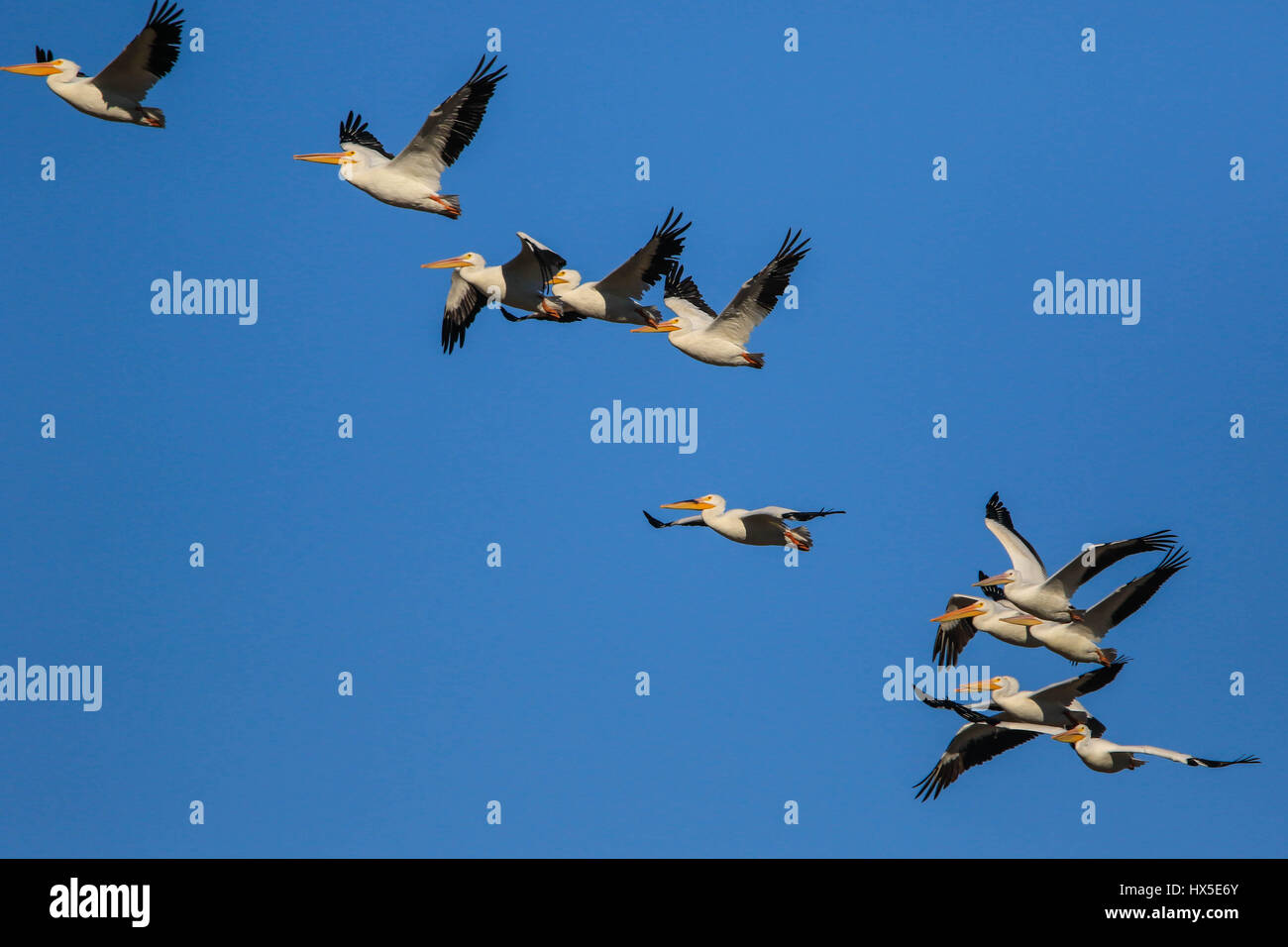 Migration of American white pelicans in flight over lakes and ...