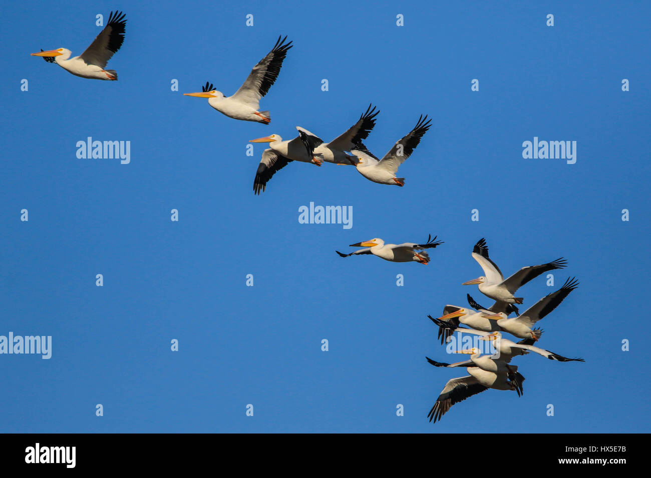 Migration of American white pelicans in flight over lakes and ...